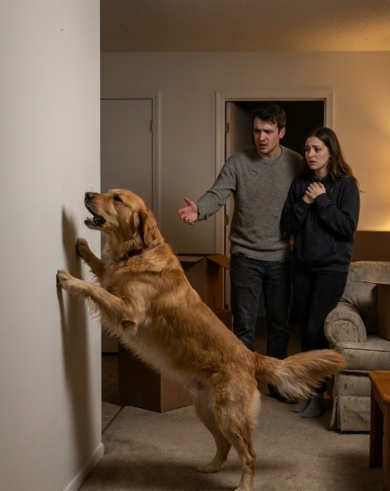 Der Hund des armen Mannes, der ein verstecktes Millionen-Dollar-Erbe in ...