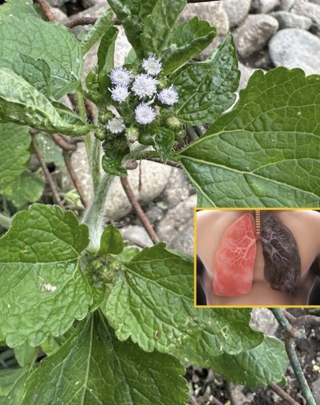 Ageratum conyzoides (Billygoat Weed): 15 unglaubliche Vorteile und wie ...